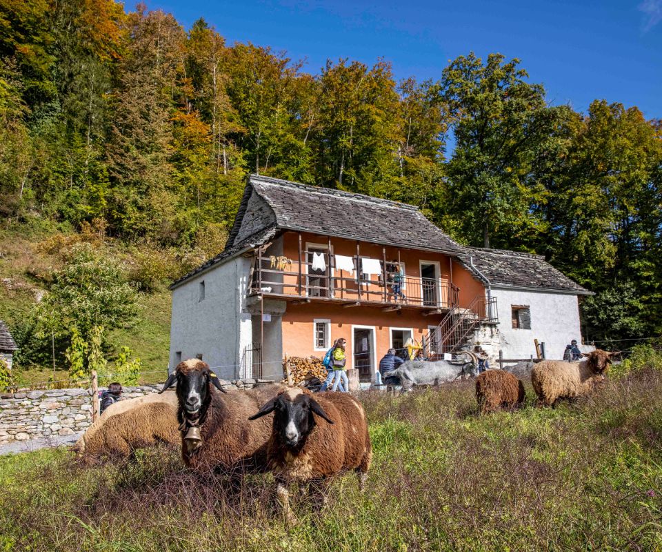 Ausflug ins Freilichtmuseum Ballenberg | Famigros