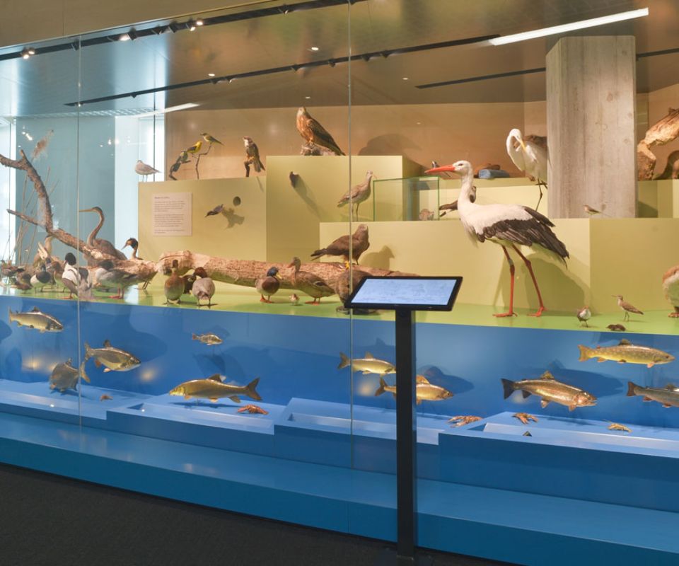 Naturmuseum Solothurn | Famigros