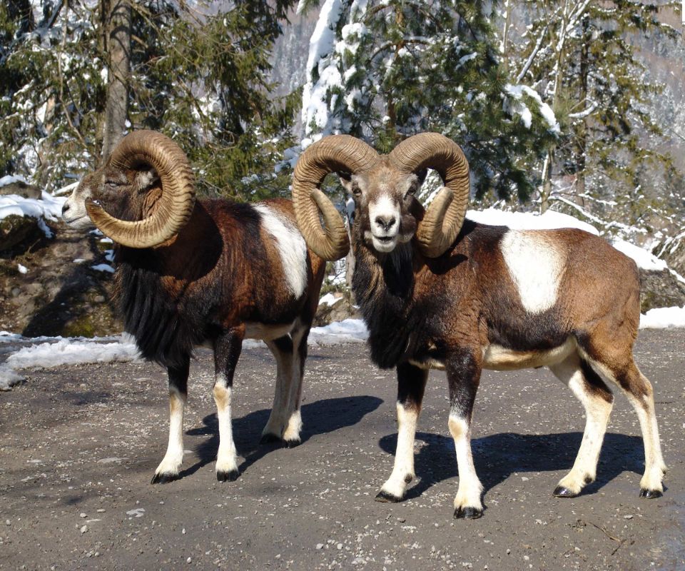 Tierpark Goldau: Tiere ganz nah erleben | Famigros