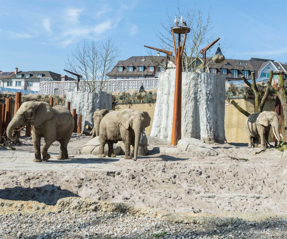 Der Basler Zoo - ein tierisch guter Ausflug! | Famigros