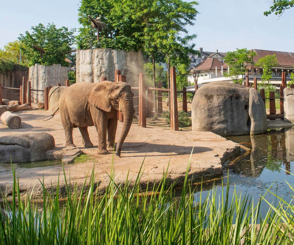 Zoo Basel – Tiere hautnah erleben | Famigros