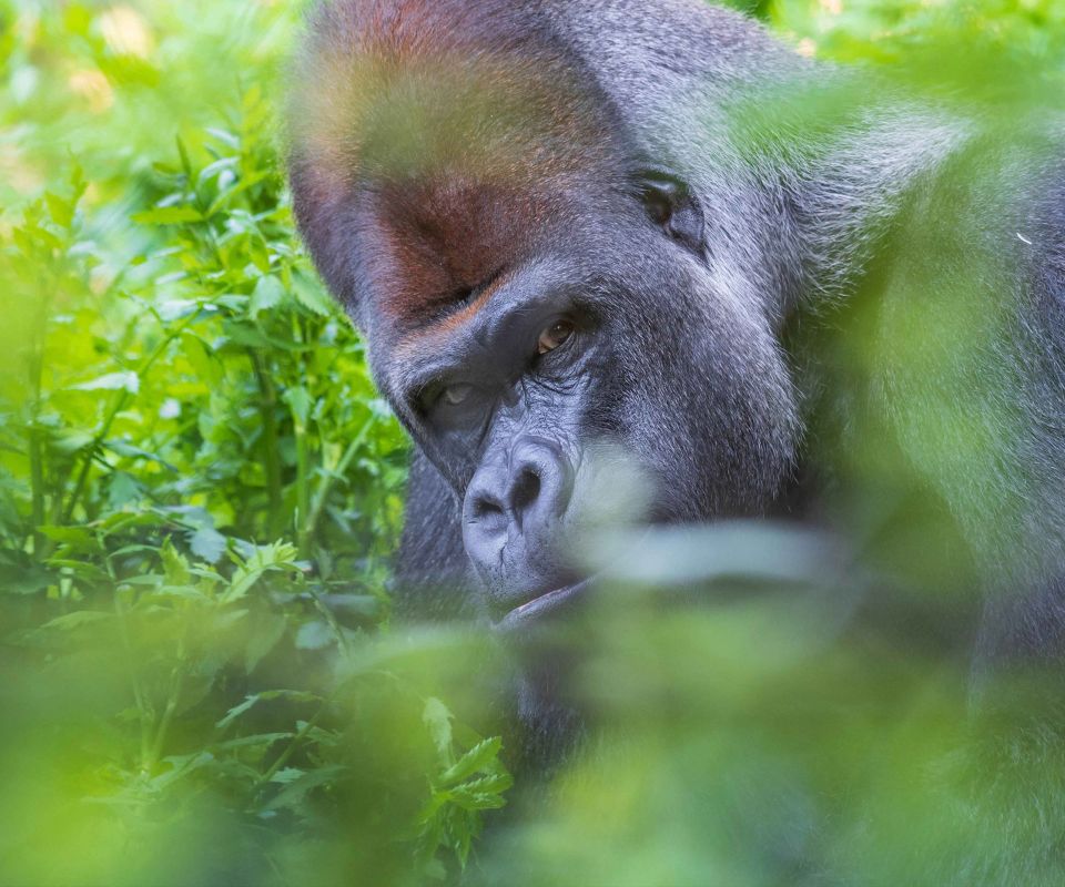 Zoo Basel – Tiere hautnah erleben | Famigros