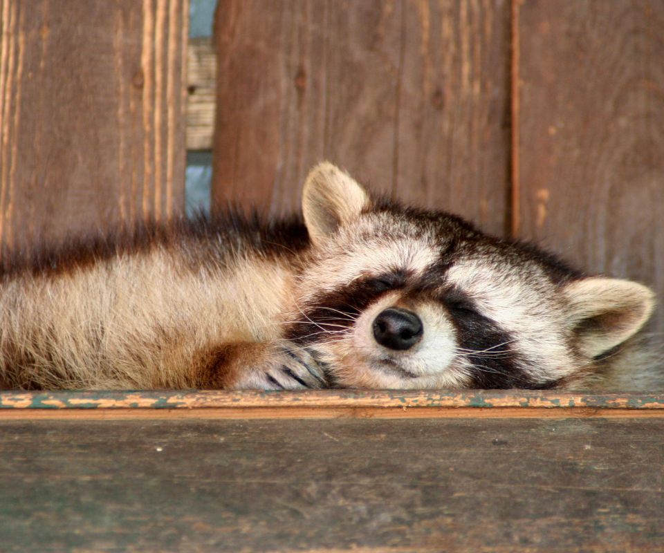 Streichelzoo und Ponyreiten im Zoo Hasel Remigen | Famigros