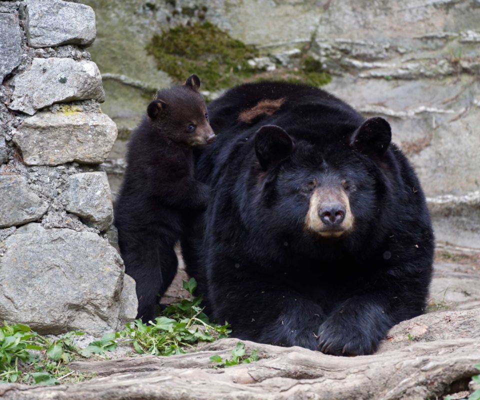 Observation de la faune locale au zoo des Marécottes | Famigros