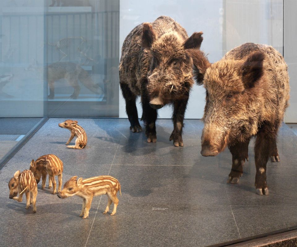 Zoologisches Museum ZH: Tor zur Tierwelt | Famigros