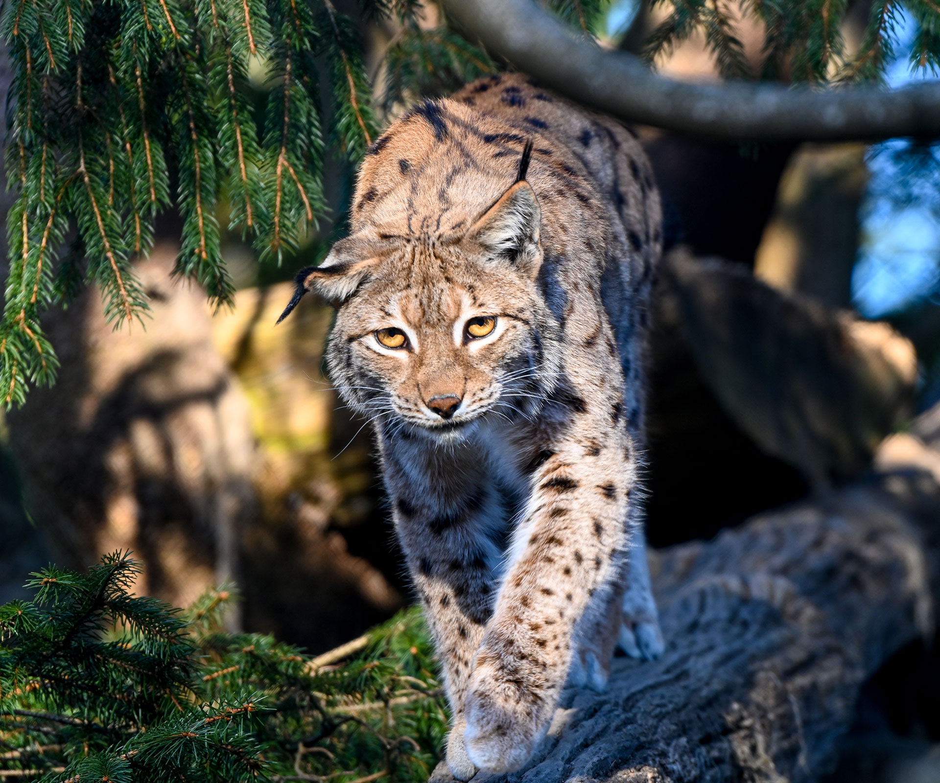 Tierpark Goldau: Tiere ganz nah erleben | Famigros