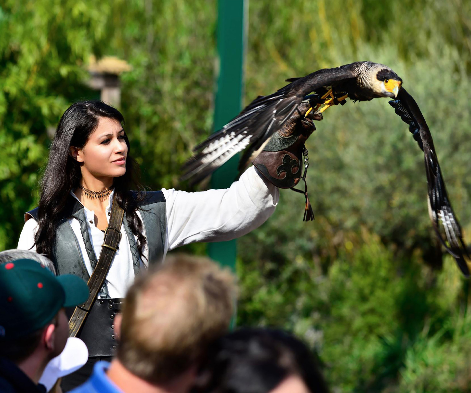 Falconeria Locarno: Welt der Greifvögel | Famigros